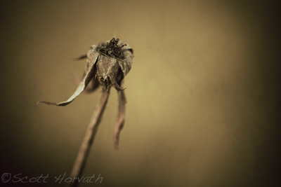 گل عاطفه – Navid Rasti